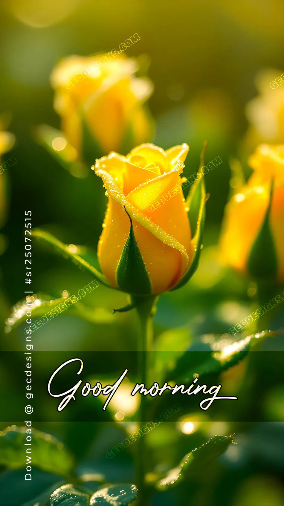 Good Morning Video with Dew-Kissed Yellow Rose and Elegant Floral ...