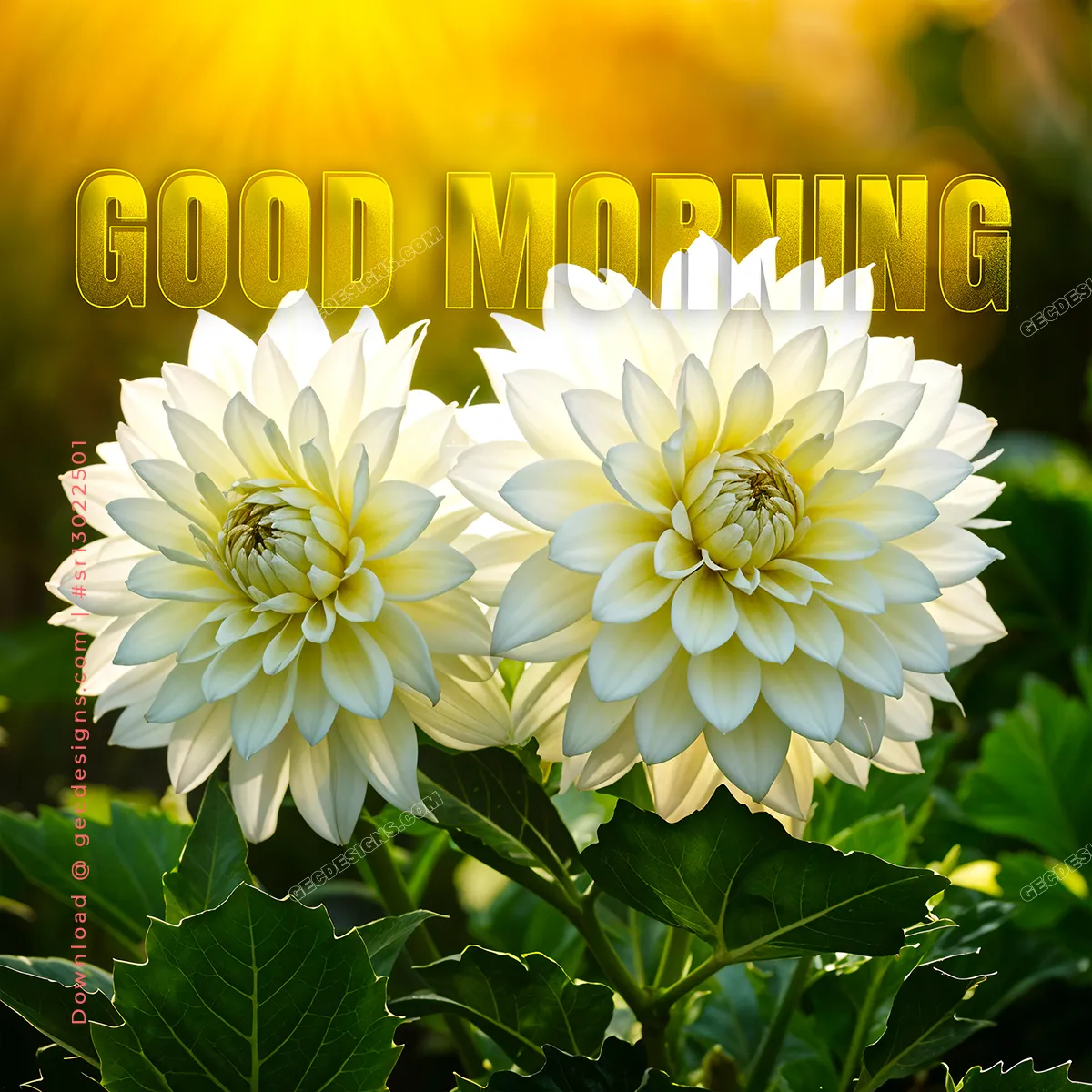 Good Morning Backgrounds