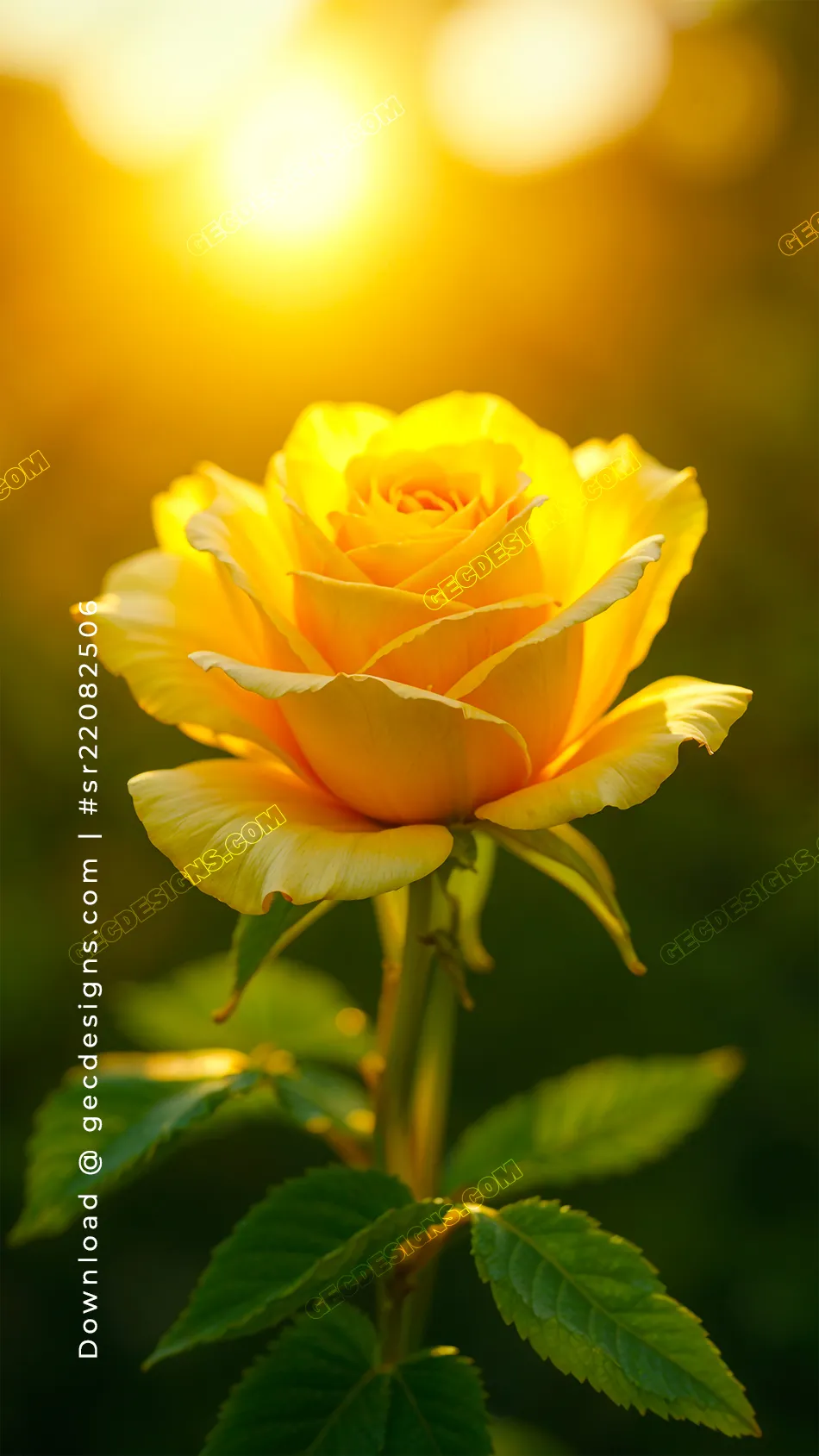 Bright Yellow Rose iPhone Wallpaper with Golden Sunlight Glow - GEC Designs