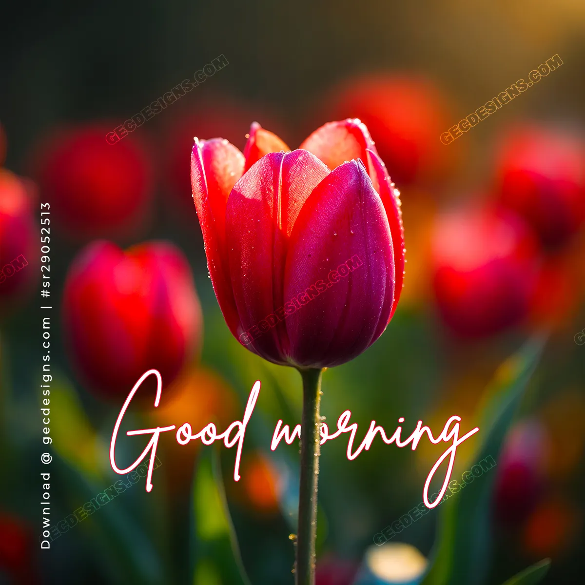 Good Morning Beautiful Images