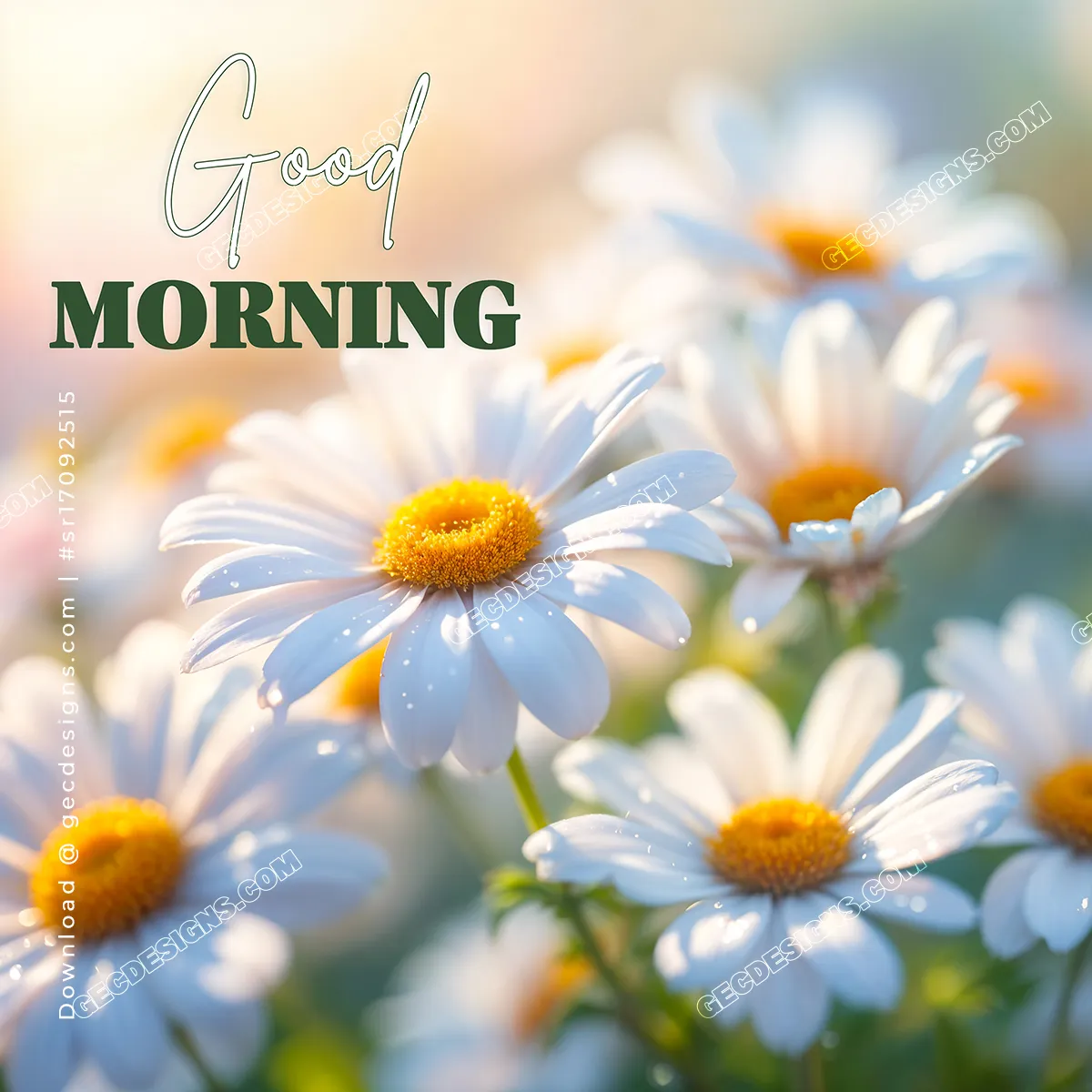 Good Morning Image with Fresh White Daisy Flowers and Sunshine for ...