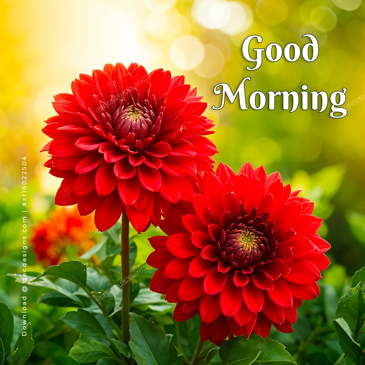 Good Morning message with a Beautiful Red flower background - GEC Designs