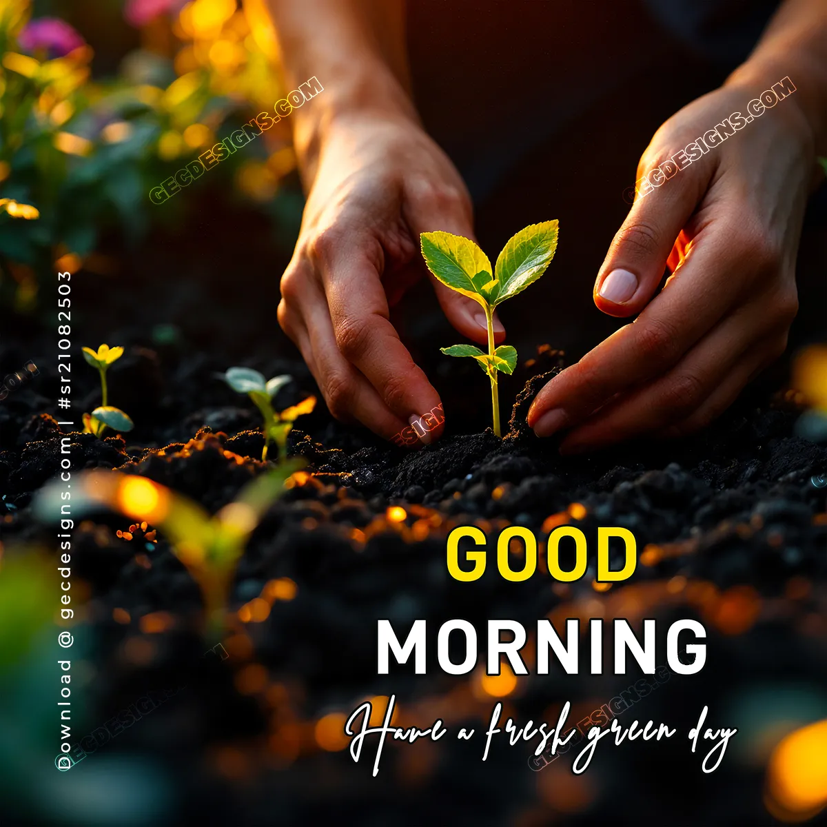 Good Morning Nature Image with Seedling and Fresh Green Message - GEC ...