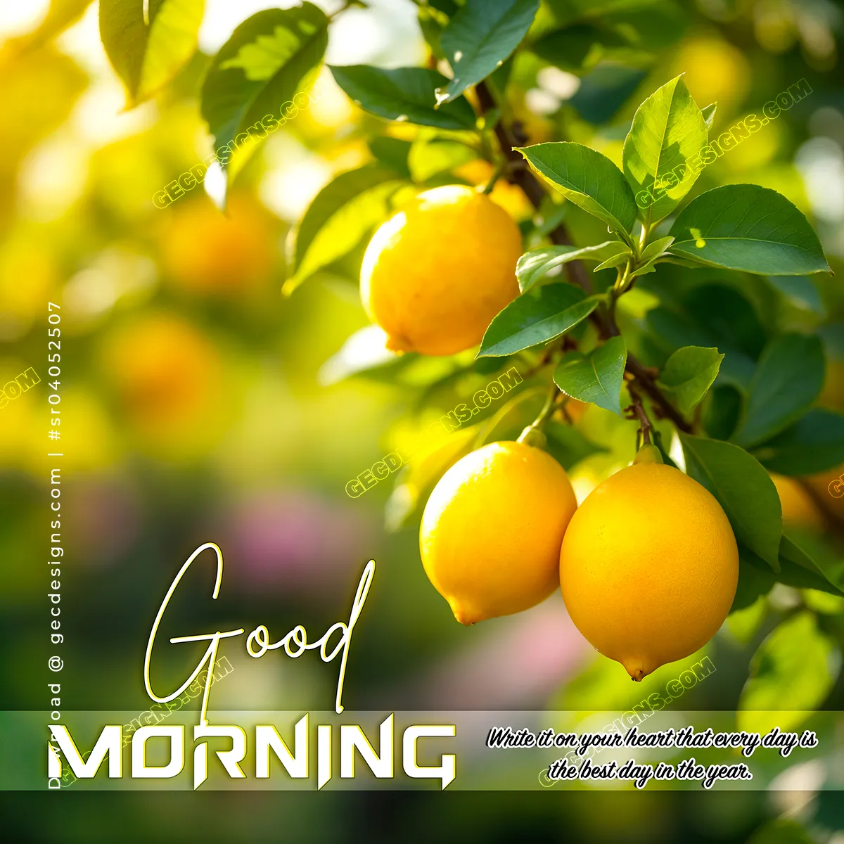 213+ Happy Morning Images | Free Download - GEC Designs