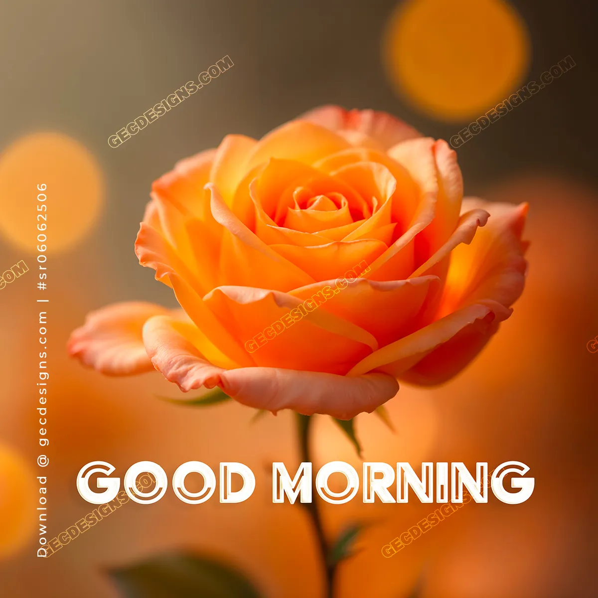 Good Morning wishes with Lovely Orange rose wallpaper - GEC Designs