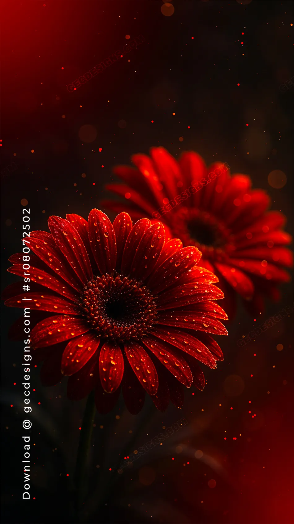 Red Gerbera Aesthetic iPhone Wallpaper, Flower HD Mobile Lock Screen in ...